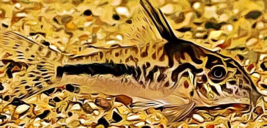 The COMPLETE List of All 163 Corydoras Species! - VivariumTips