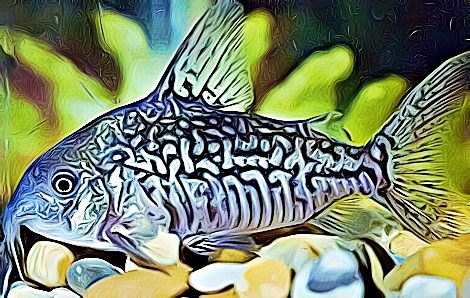 The COMPLETE List of All 163 Corydoras Species! - VivariumTips