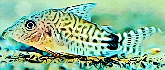 The COMPLETE List of All 163 Corydoras Species! - VivariumTips