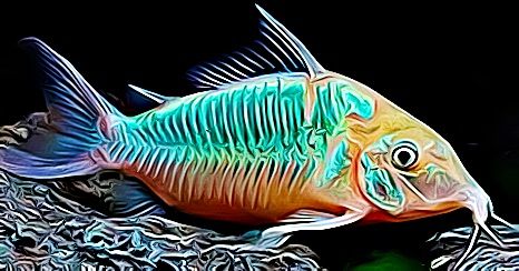 The COMPLETE List of All 163 Corydoras Species! - VivariumTips