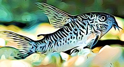 The COMPLETE List of All 163 Corydoras Species! - VivariumTips