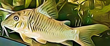 The COMPLETE List of All 163 Corydoras Species! - VivariumTips