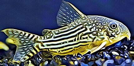 The COMPLETE List of All 163 Corydoras Species! - VivariumTips