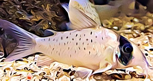 The COMPLETE List of All 163 Corydoras Species! - VivariumTips