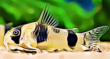 The COMPLETE List of All 163 Corydoras Species! - VivariumTips