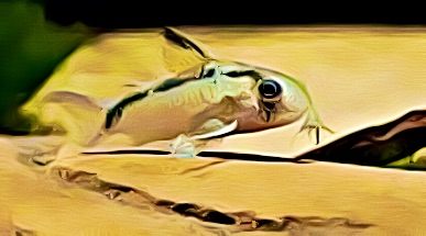 The COMPLETE List of All 163 Corydoras Species! - VivariumTips