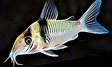 The COMPLETE List of All 163 Corydoras Species! - VivariumTips
