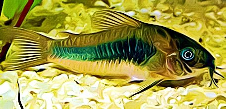 The COMPLETE List of All 163 Corydoras Species! - VivariumTips