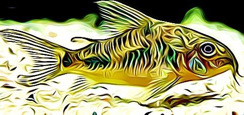 The COMPLETE List of All 163 Corydoras Species! - VivariumTips