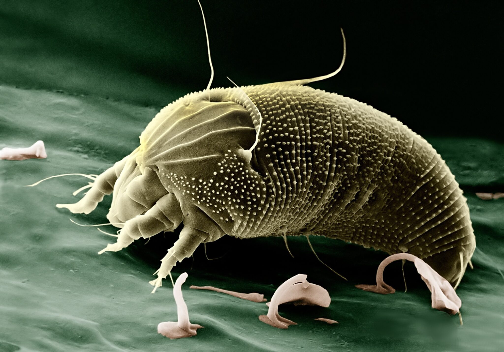 How To Remove And Battle The Mites In Springtail Culture? - VivariumTips